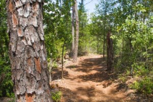 Buescher State Park - TrekTexas